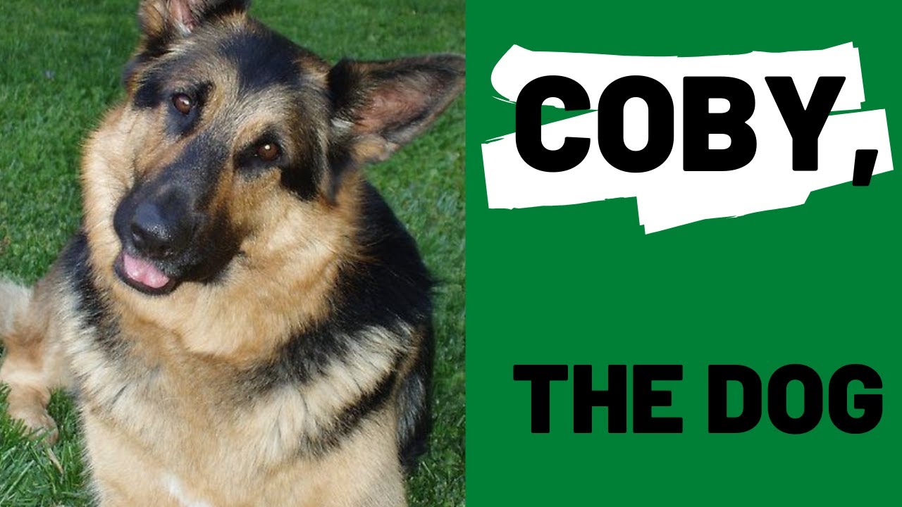 COBY THE DOG LOVES TO PLAY - YouTube