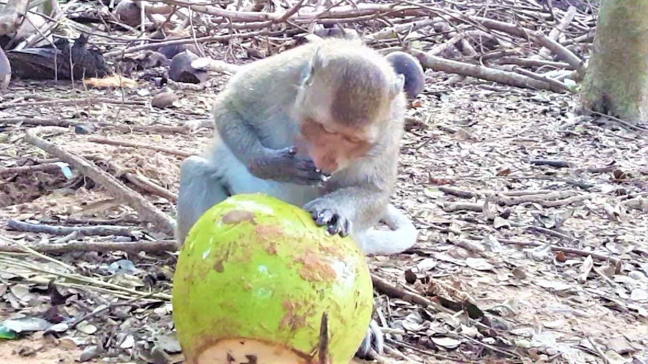 funny monkey eating coconut, why baby monkey eating plastic bags ...
