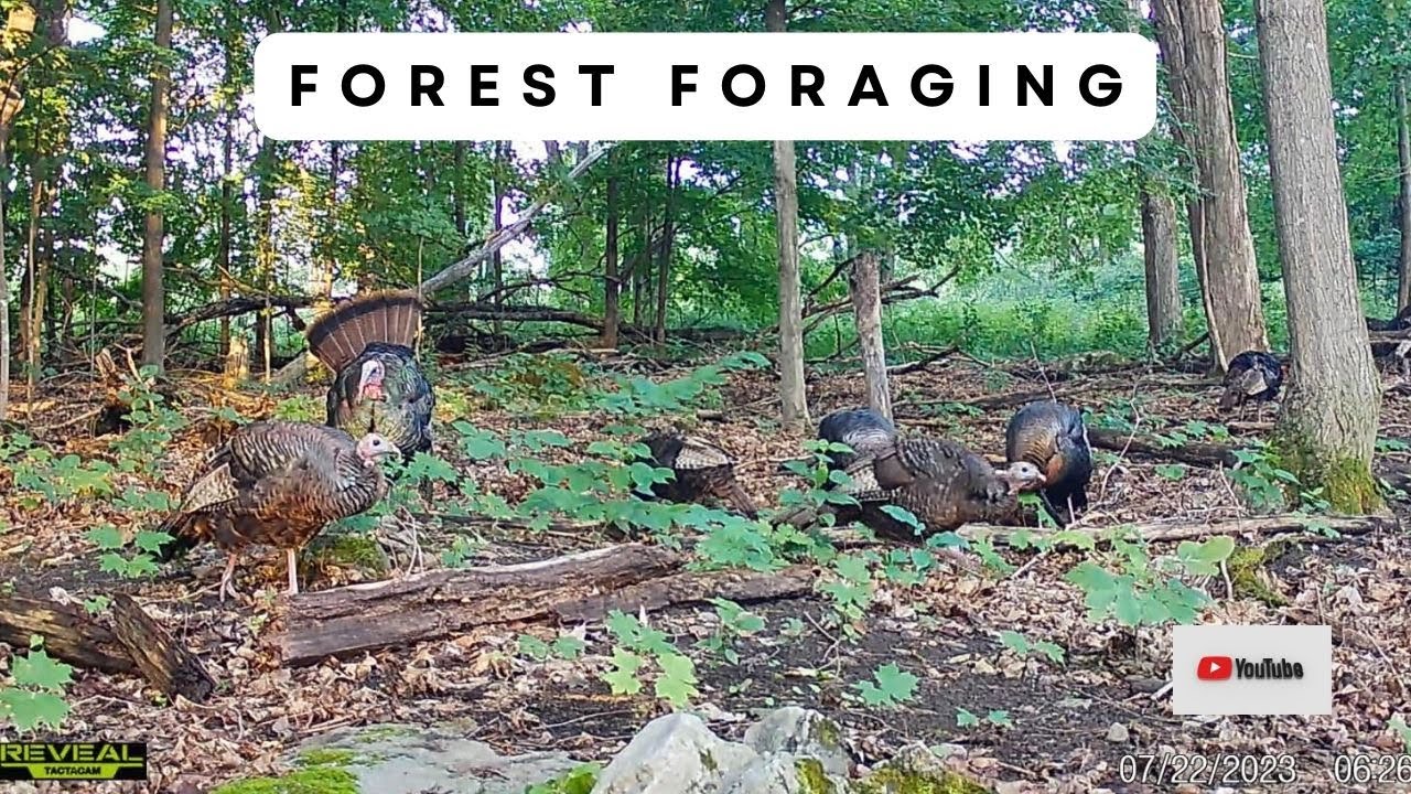 Turkey Foraging in the Forest | Trail Cam Video - YouTube