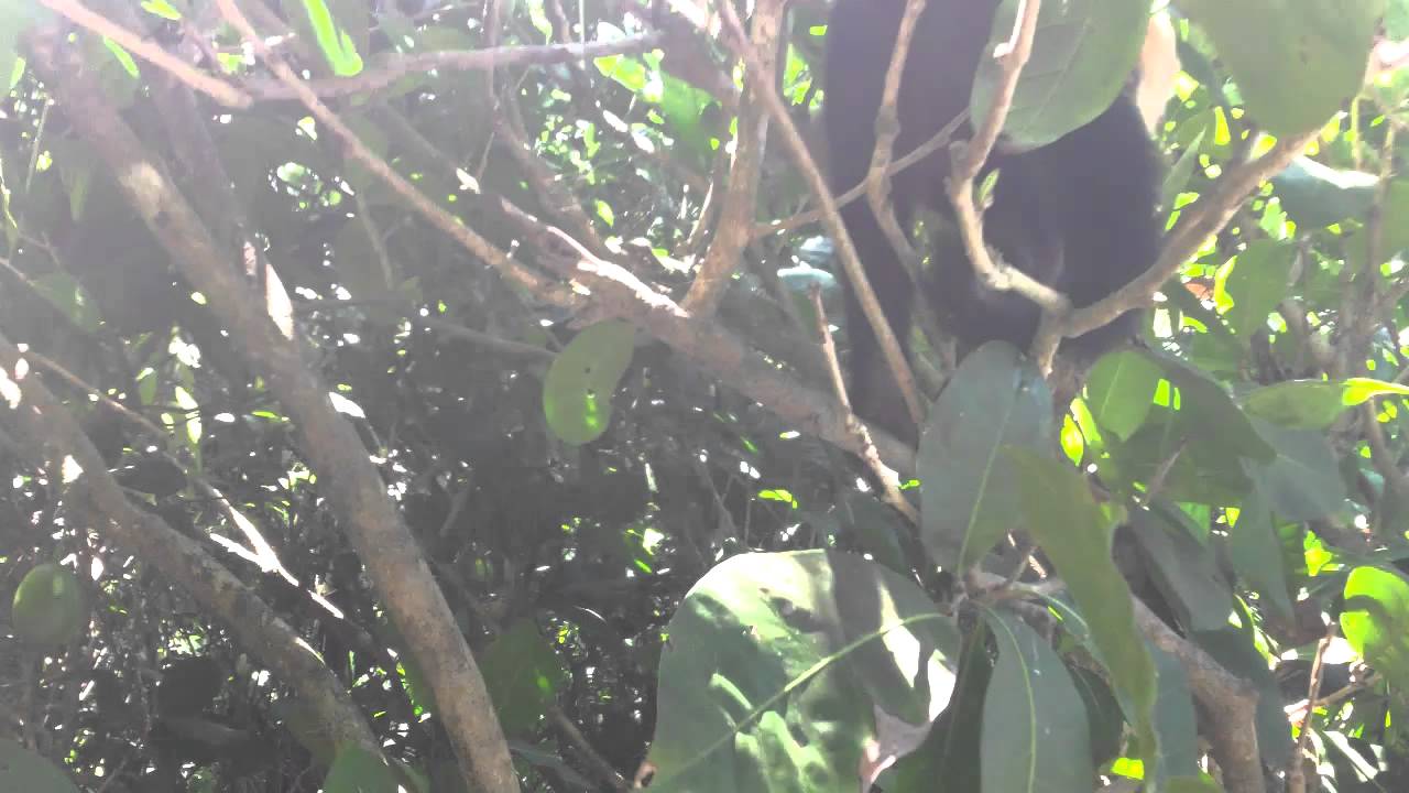 Travis Sullivan Wildlife- Capuchin Monkeys - YouTube