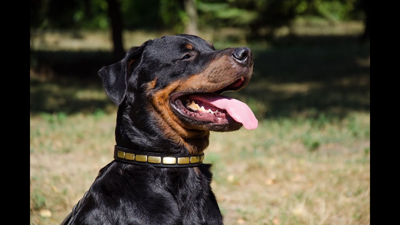 Rottweiler, Bull Terrier and other dogs wearing Leather Dog Collar with ...