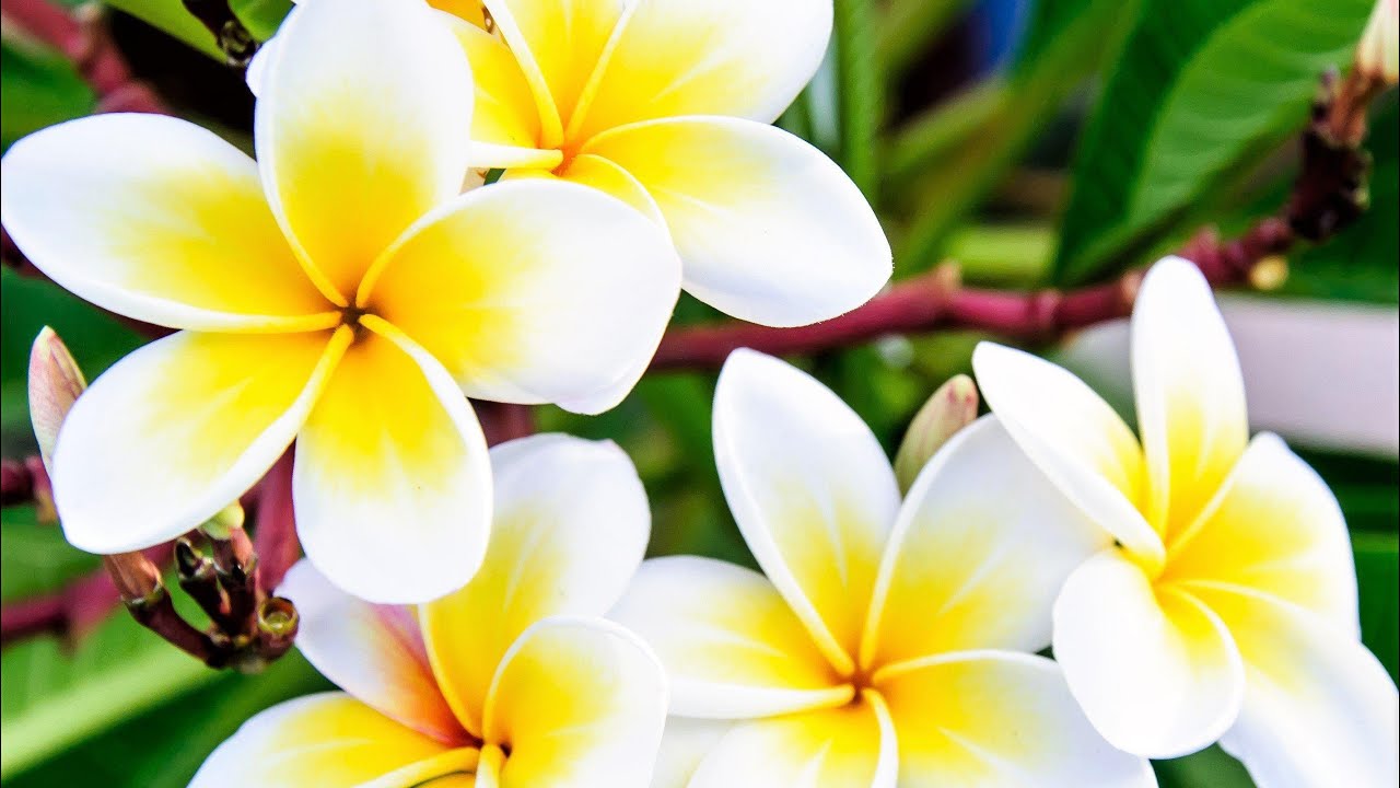 Treating root rot and regrowing roots in plumeria plant - YouTube