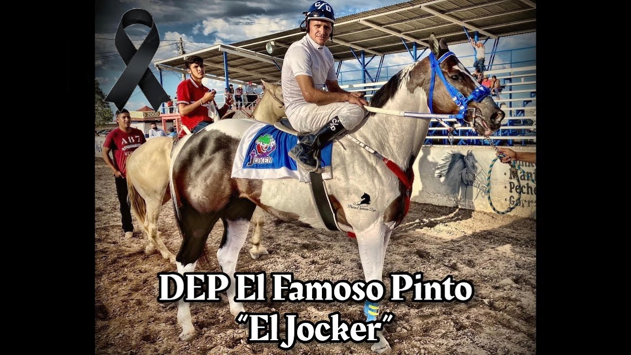 DEP El Famoso Pinto “El Jocker” Video en Honor a las Grandes carreras ...