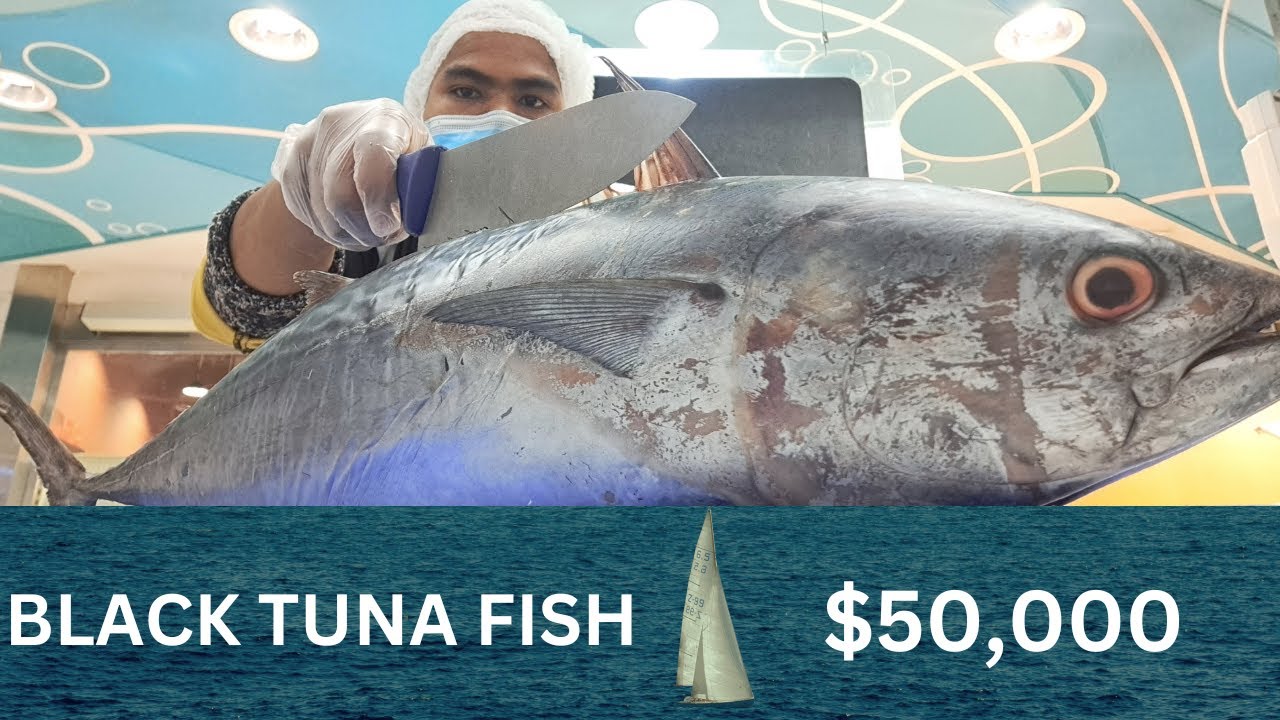 How To Fillet Black Tuna Fish || Bluefin Tuna fish || Tuna Butchering ...
