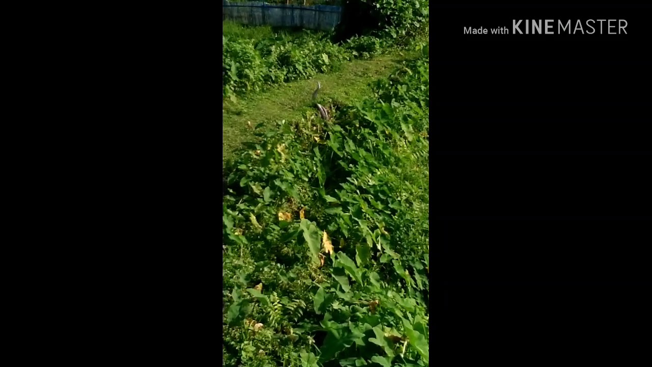 Real nag nagine dance for YouTube - YouTube