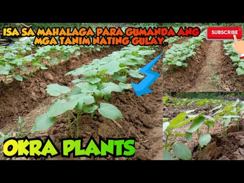 26 DAYS OLD OKRA PLANTS - YouTube