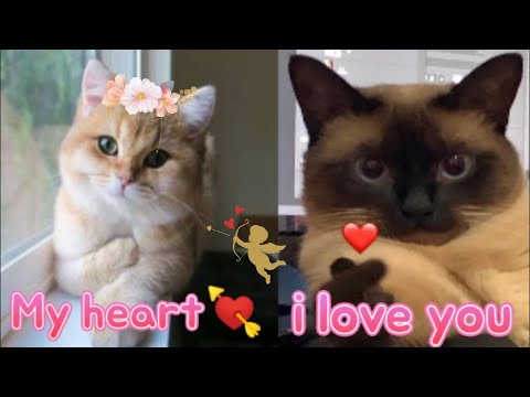 SERU! Ketika kucing-kucing bisa membuat kamu jatuh cinta dengan tingkah ...