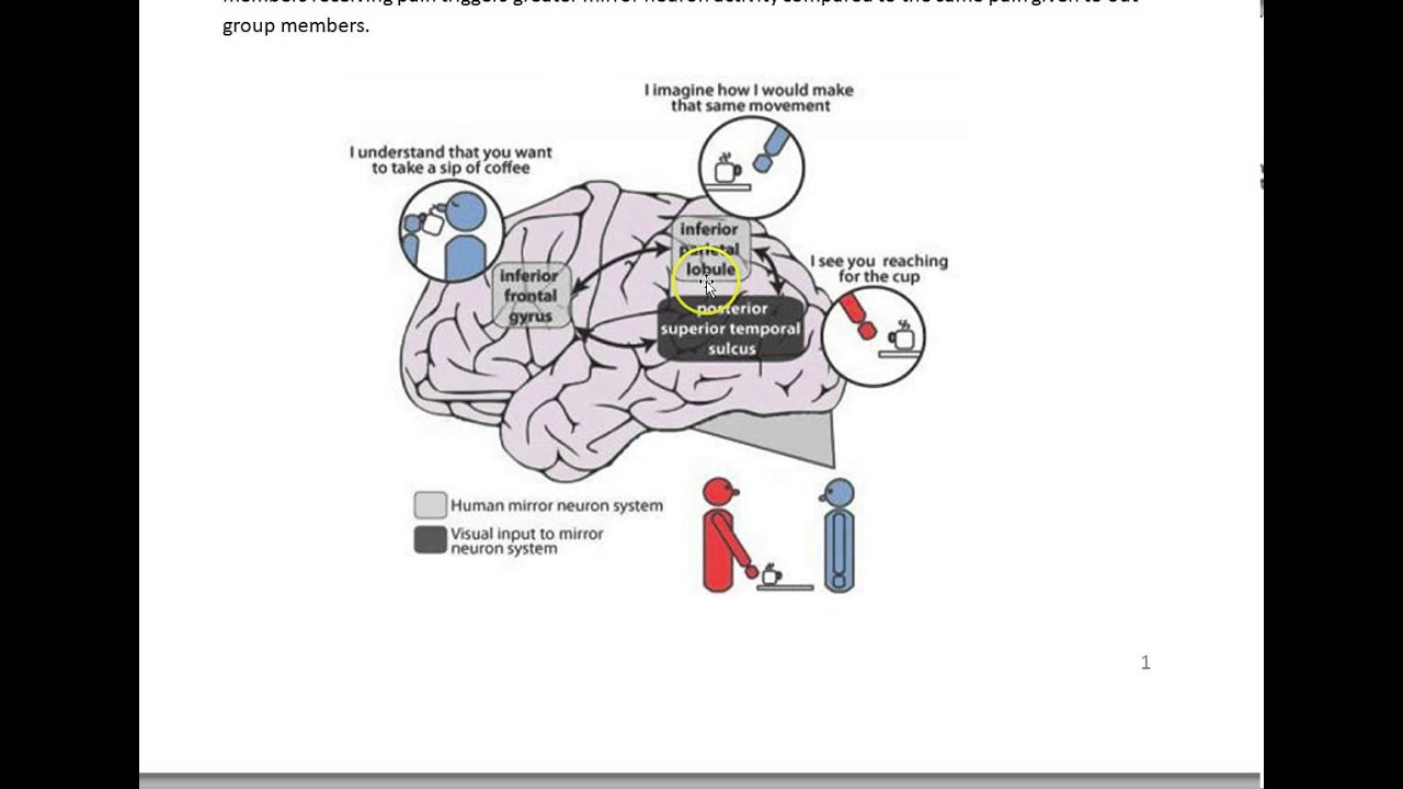 empathy mirror neuron action - YouTube