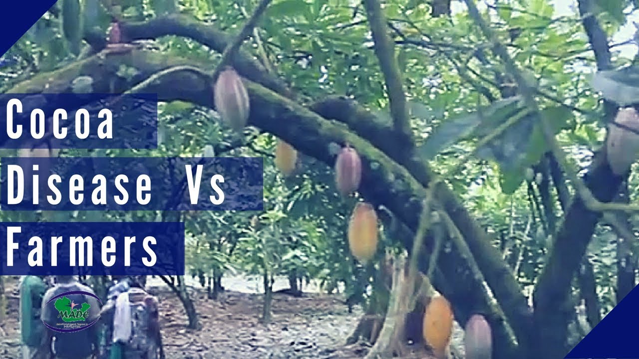 Cocoa Black Pod Disease: Ondo cocoa farmers set to adopt Pergado - YouTube
