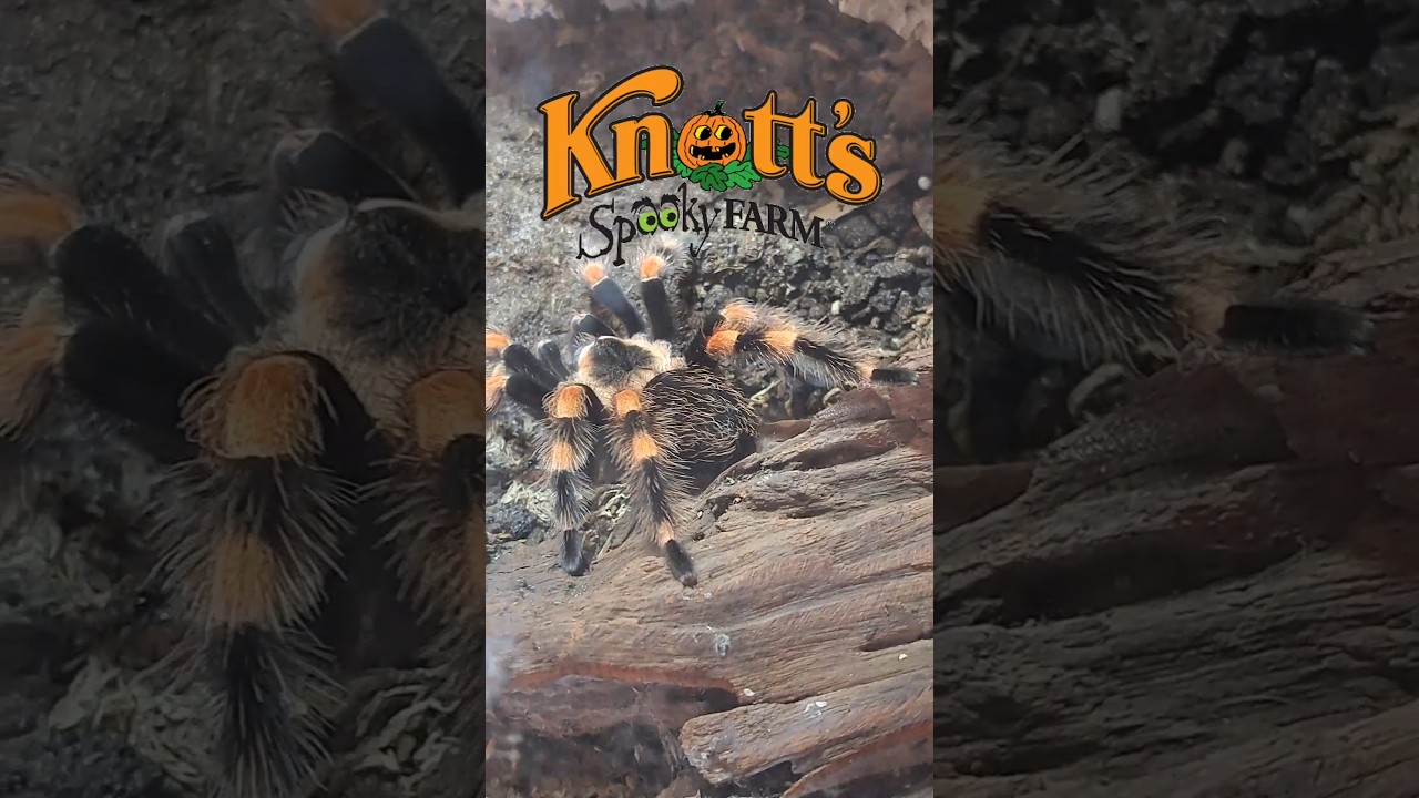 Calico Critters During Knott's Spooky Farm 🕷🐍🦎 #snake #spider #lizard ...