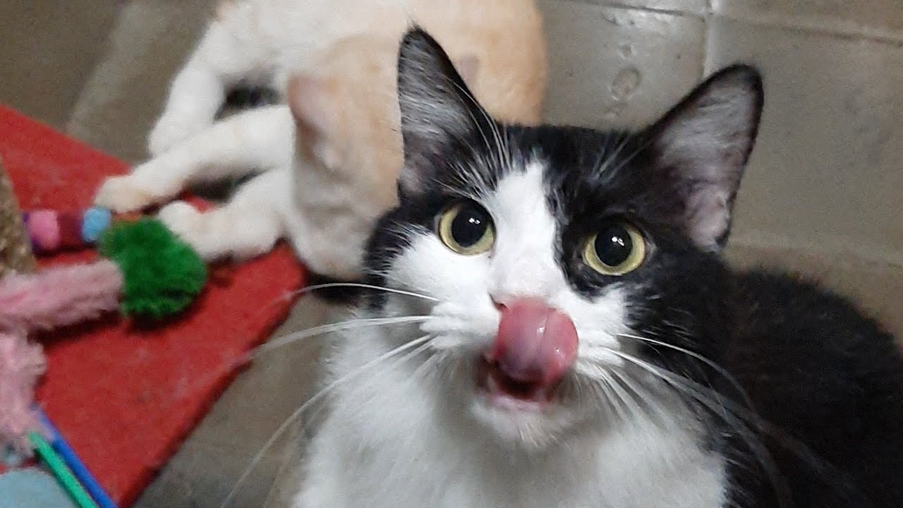 snack malam kocheng - YouTube