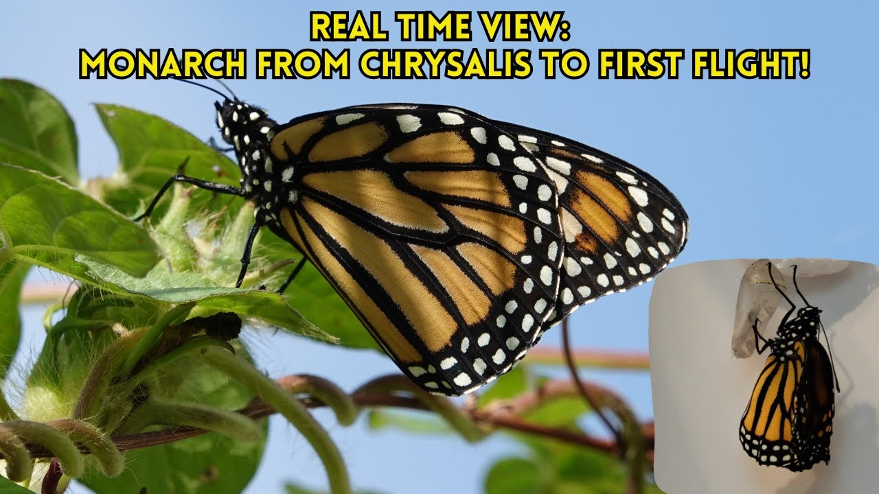 Long Version Monarch Butterfly: Chrysalis to First Flight! - YouTube