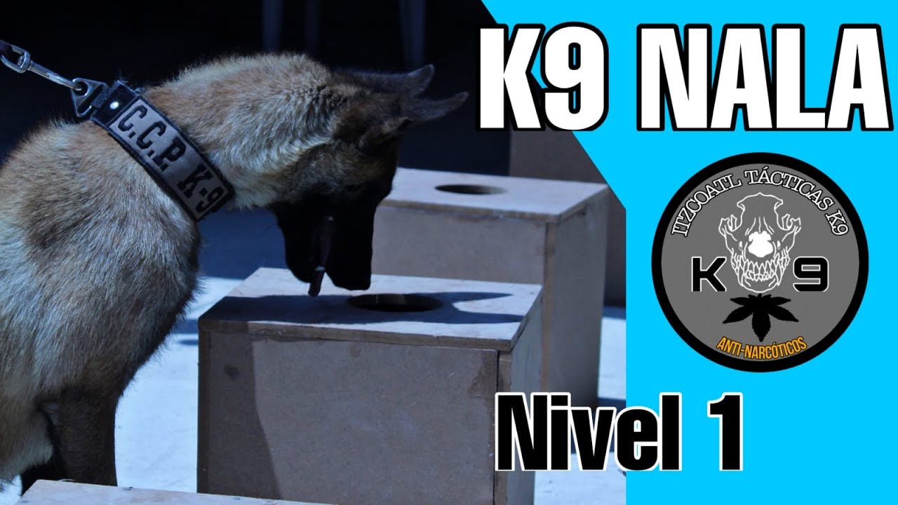 Adiestramiento canino K9, K9 Nala - YouTube
