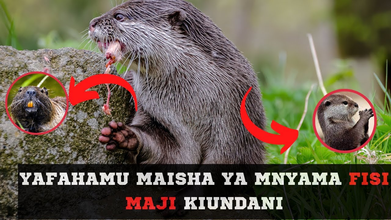 MAMBO YA KUSHANGAZA USIYO YAJUA KUHUSU MNYAMA FISI MAJI - YouTube