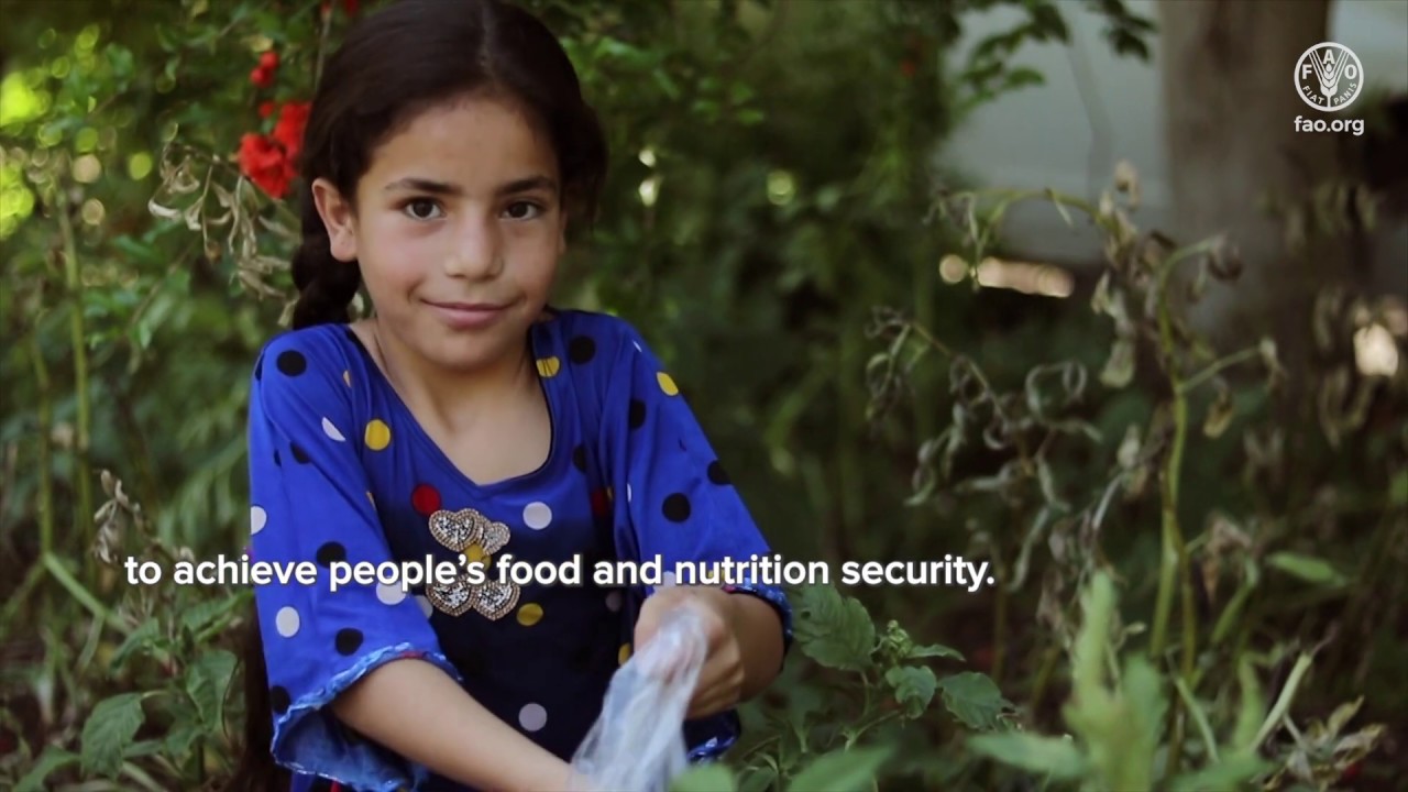 Interventions for Food Security in Syria - YouTube