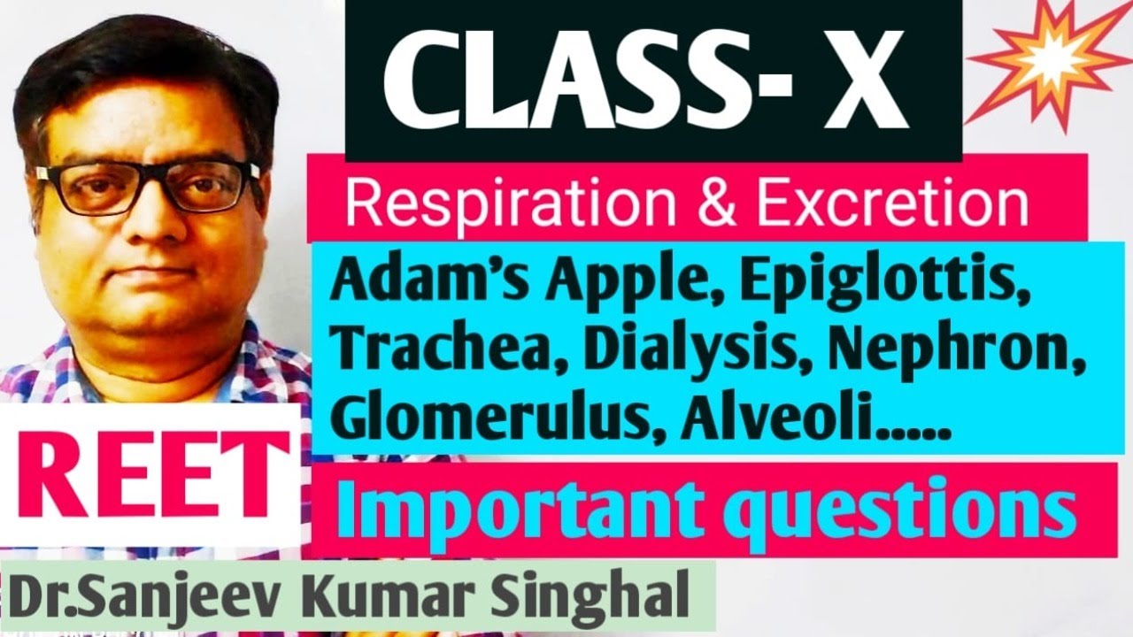 REET : CLASS: X : Respiration & Excretion [ Adam's Apple, Epiglottis ...