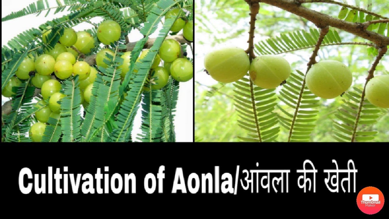 Cultivation of Aonla ।। आंवला की खेती ।। Horticulture by Baldev sir ...