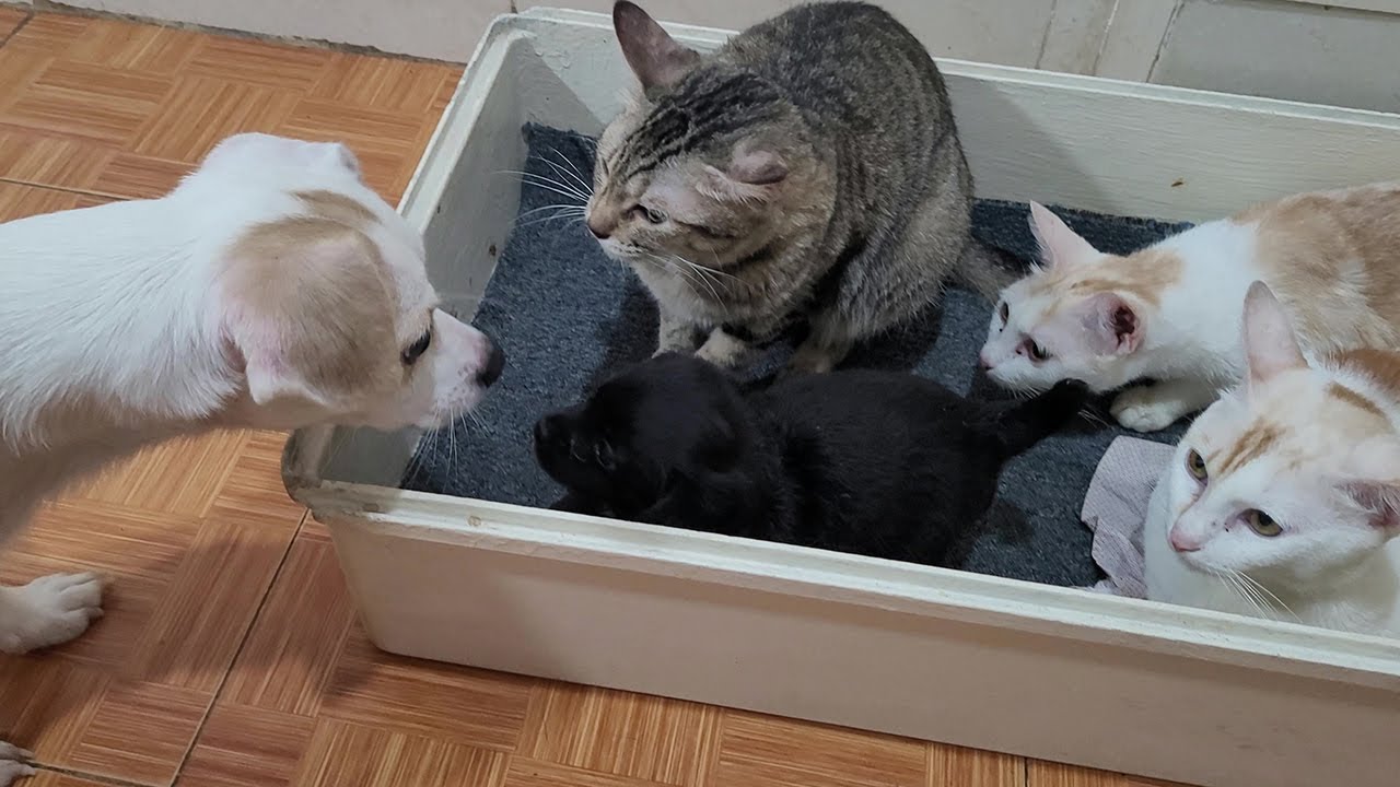Angry Mother Dog Said To Cat: Why Does Hitting My Child Hurt So Much ...