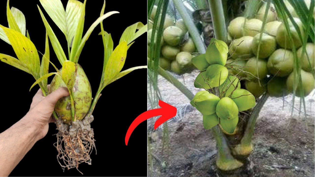 Creative Method how to grow coconut tree from coconut fruits - YouTube