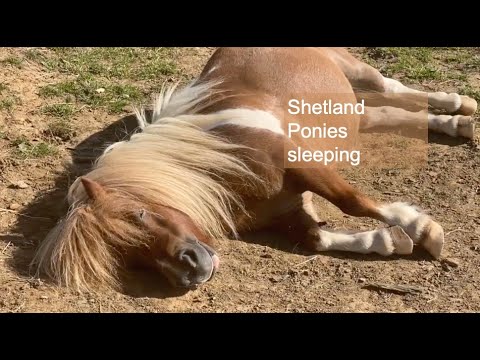 Shetland Ponies Sleeping - TV EP 390 - YouTube