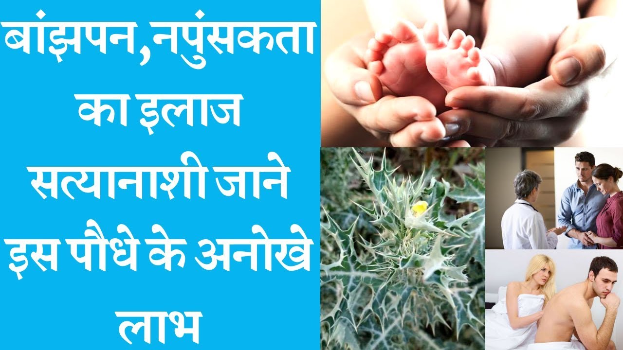 Mexican prickly poppy (Satyanashi) health benefit एक नहीं हर बीमारी को ...