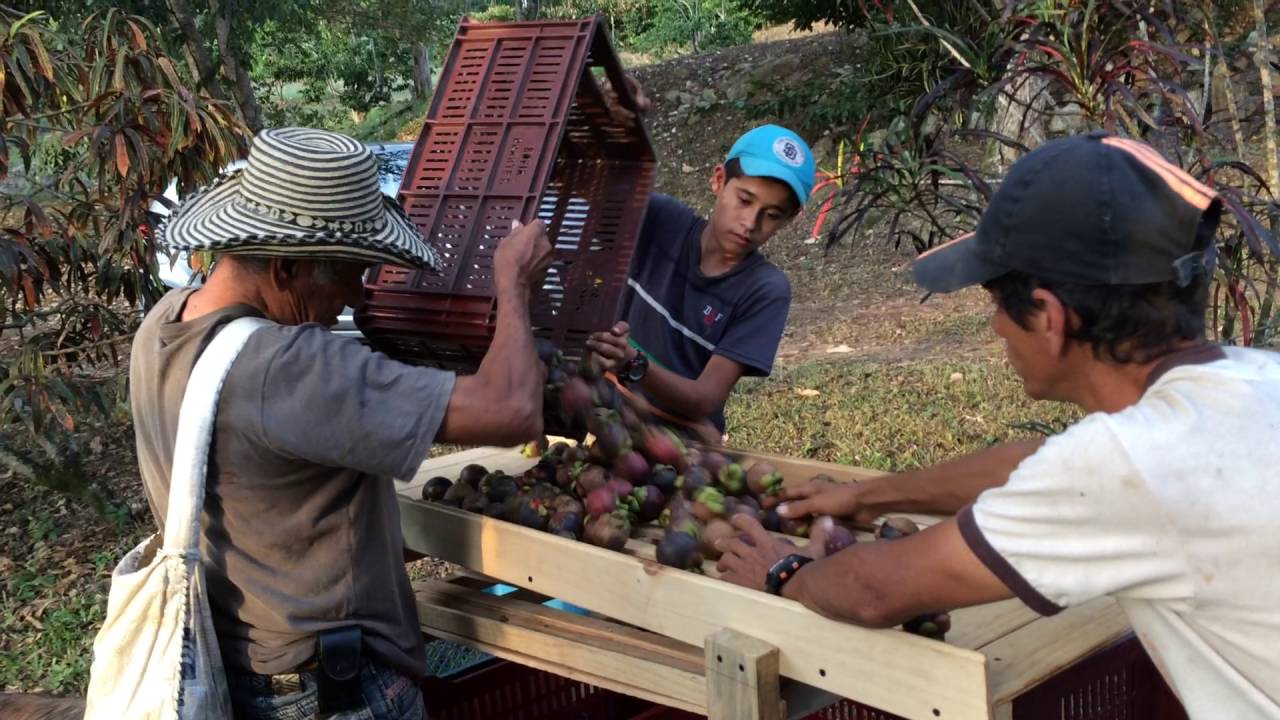 Manual Round Fruit Sorting Machine - Mangosteen, Limes - YouTube