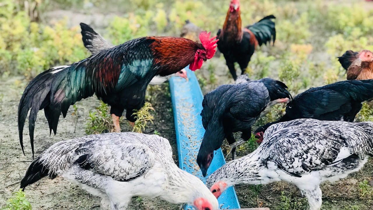 Roosters, hen, Teen hen and teen roosters eat food in the morning - YouTube