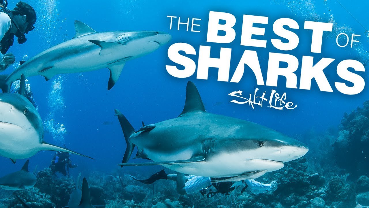 Best of Sharks | Salt Life - YouTube