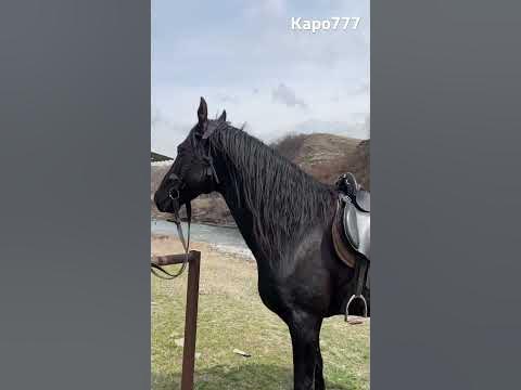 Кабардинская порода лошадей! Жеребец производитель Каро777 сын ...