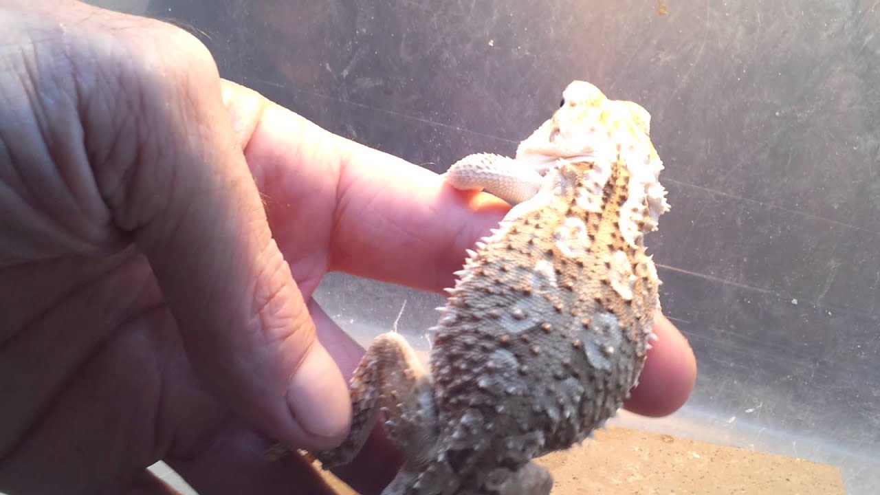 Beardy update. - YouTube