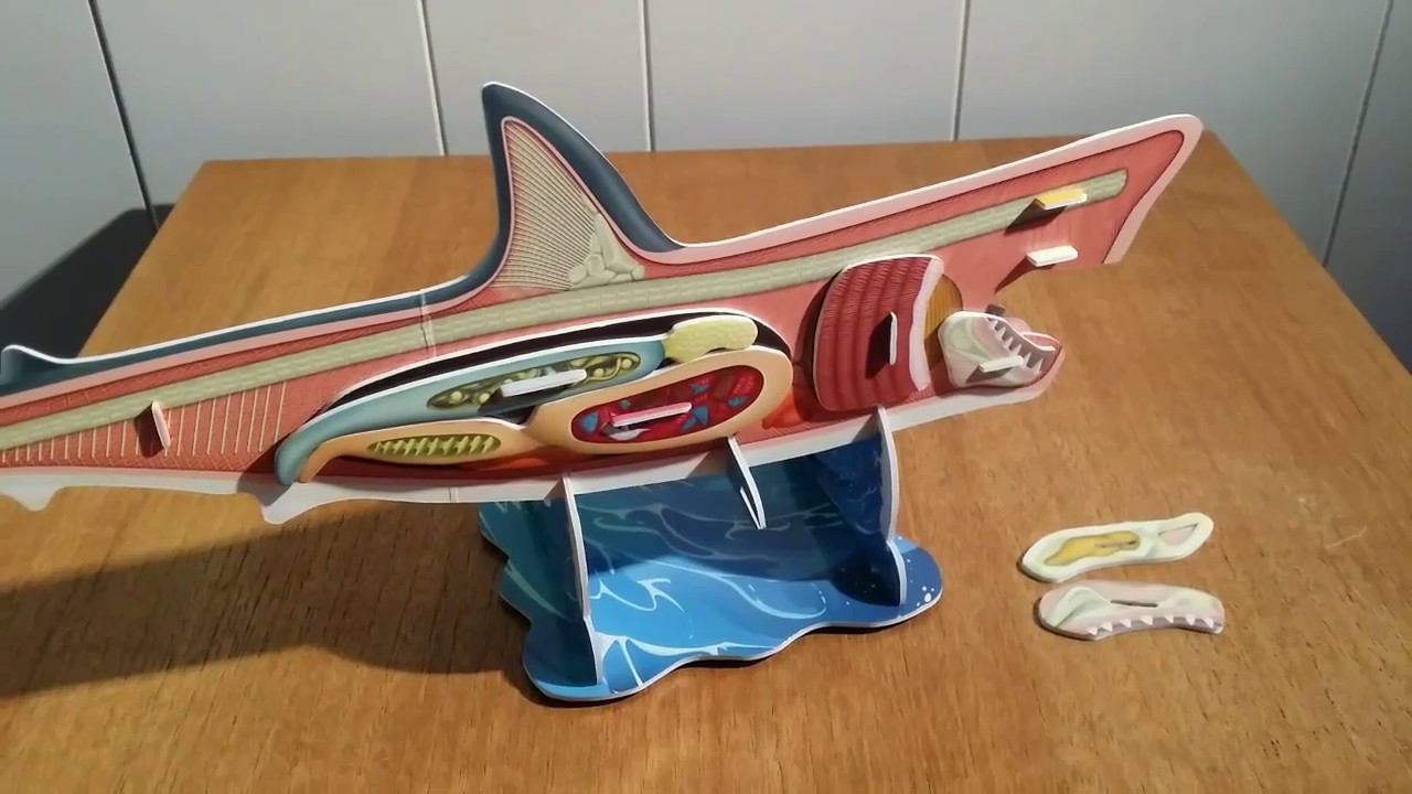 Building a 3D shark anatomy model - YouTube