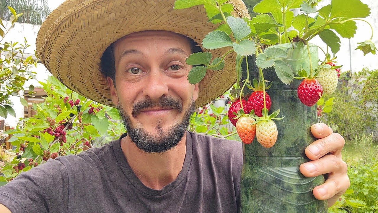 Como Plantar Morango: Confira o Passo a Passo de como Cultivar🕓 Junte ...