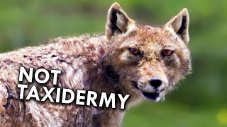 Tibetan Sand Fox Baby