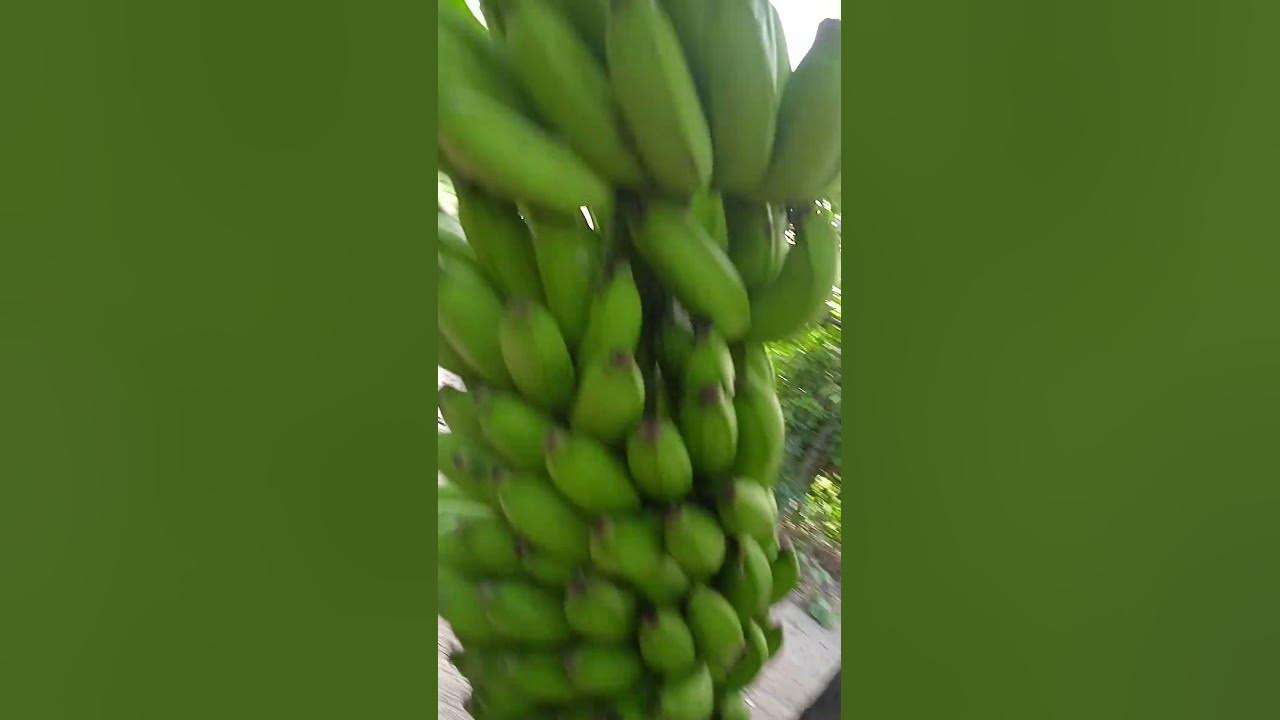 MAGANDA AT MALAKING BUNGA NG AKING SAGING - YouTube