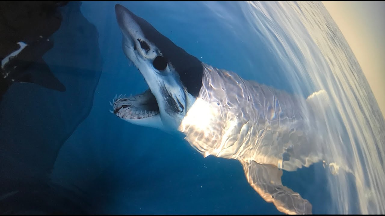 Bluefin Tuna/Mako Shark Madness/South Australia - YouTube