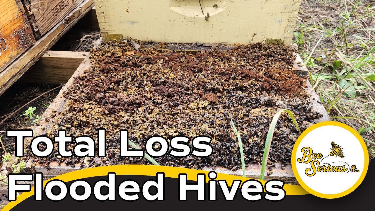 The Mess Hurricane Ian Left Us With | Flooded out Bee Hives - YouTube