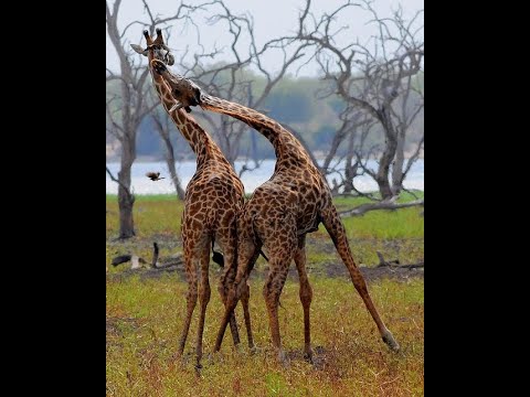 2 Giraffes Have A Neck Fight | Bone Breaking Neck Fight | Giraffe Vs ...