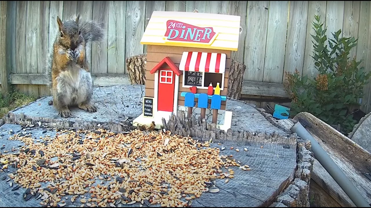 Videos for Pets - Saturday Squirrels - July 11 - YouTube