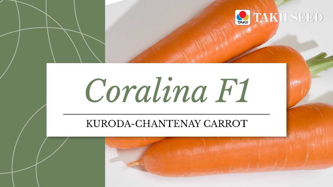 CORALINA F1 | Takii Seed | ENG - YouTube