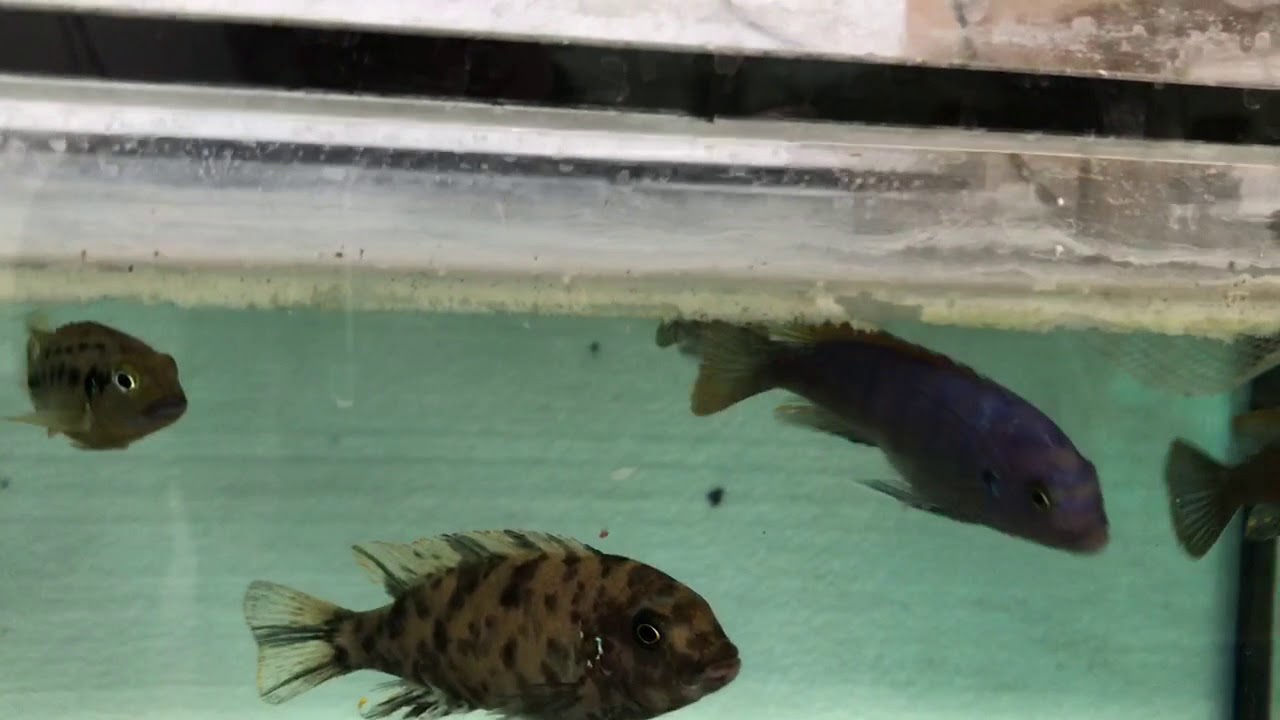 Metriaclima Emmiltos Mphanga Rocks - YouTube