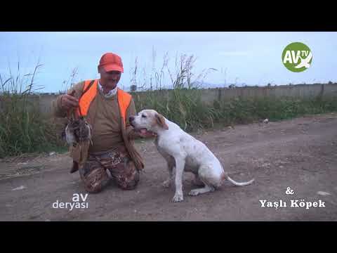 AV DERYASI BILDIRCIN AVI