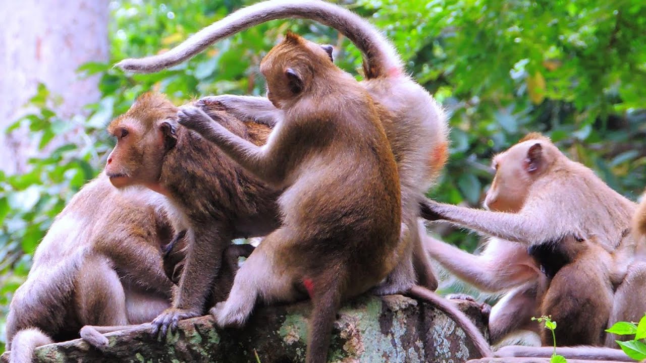 Hygiene procedures and Cleanliness of monkey family after rain.@monkeynaturekh - YouTube