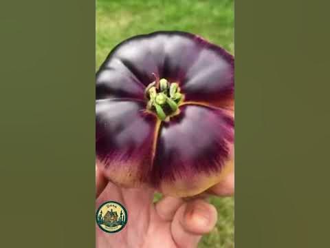 4 подкормки для томатов помидоров #грядки #огород #сад #теплица #дача # ...