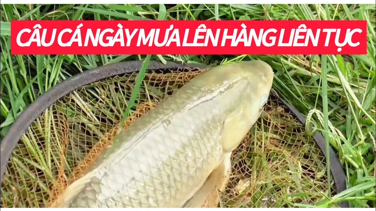 Câu cá ngày mưa bão cùng ido minh nam vlogs - YouTube
