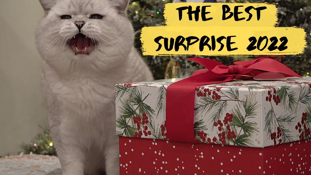 How British shorthair cat Apollo started his new year 2022 - YouTube