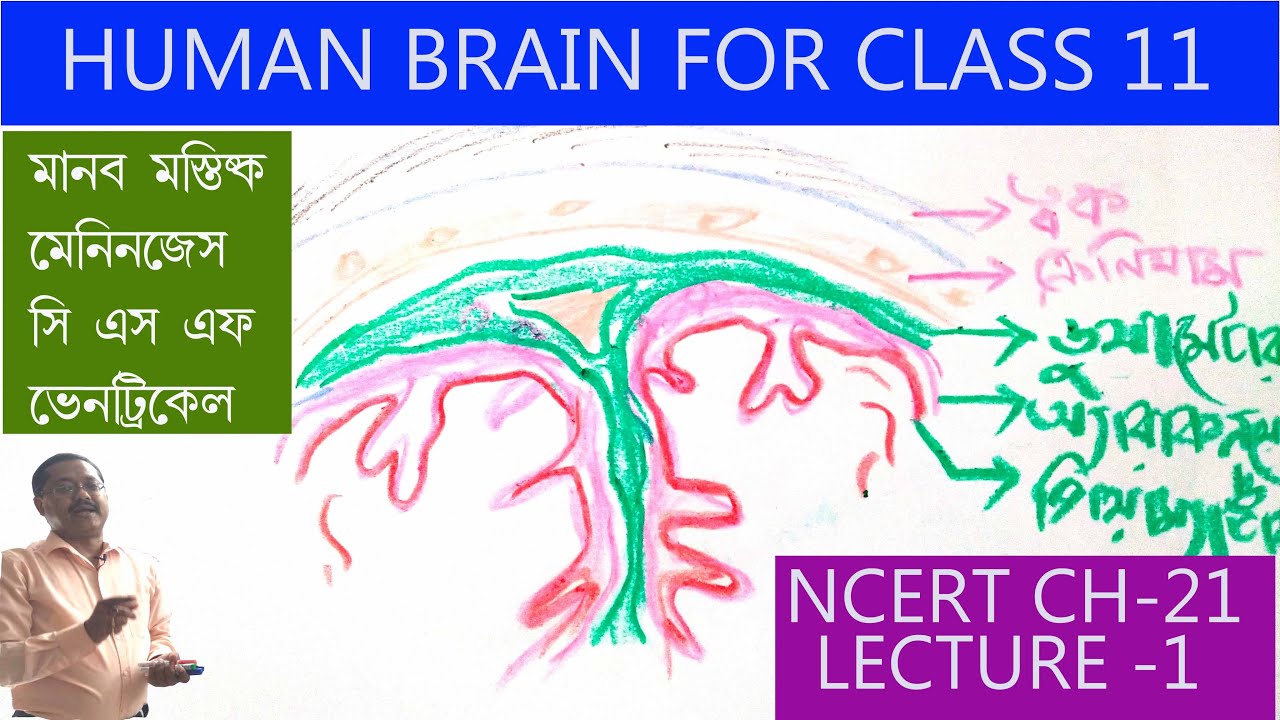 human brain class 11 bengali/মানব মস্তিষ্ক/ composition /covering ...