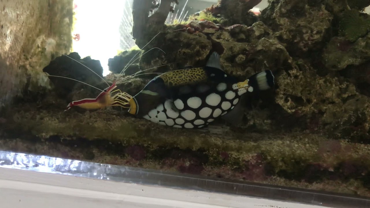 Clown Trigger and Cleaner Shrimp - YouTube