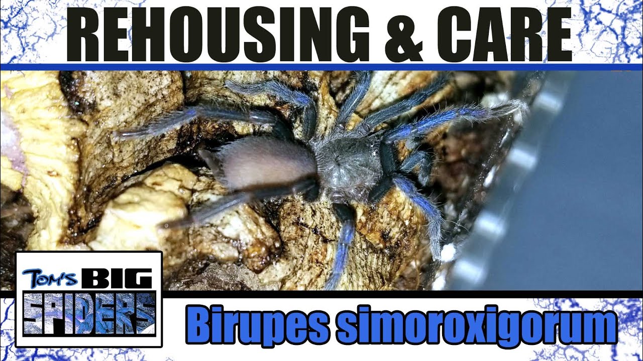 Birupes simoroxigorum Rehousing and Care Notes - YouTube