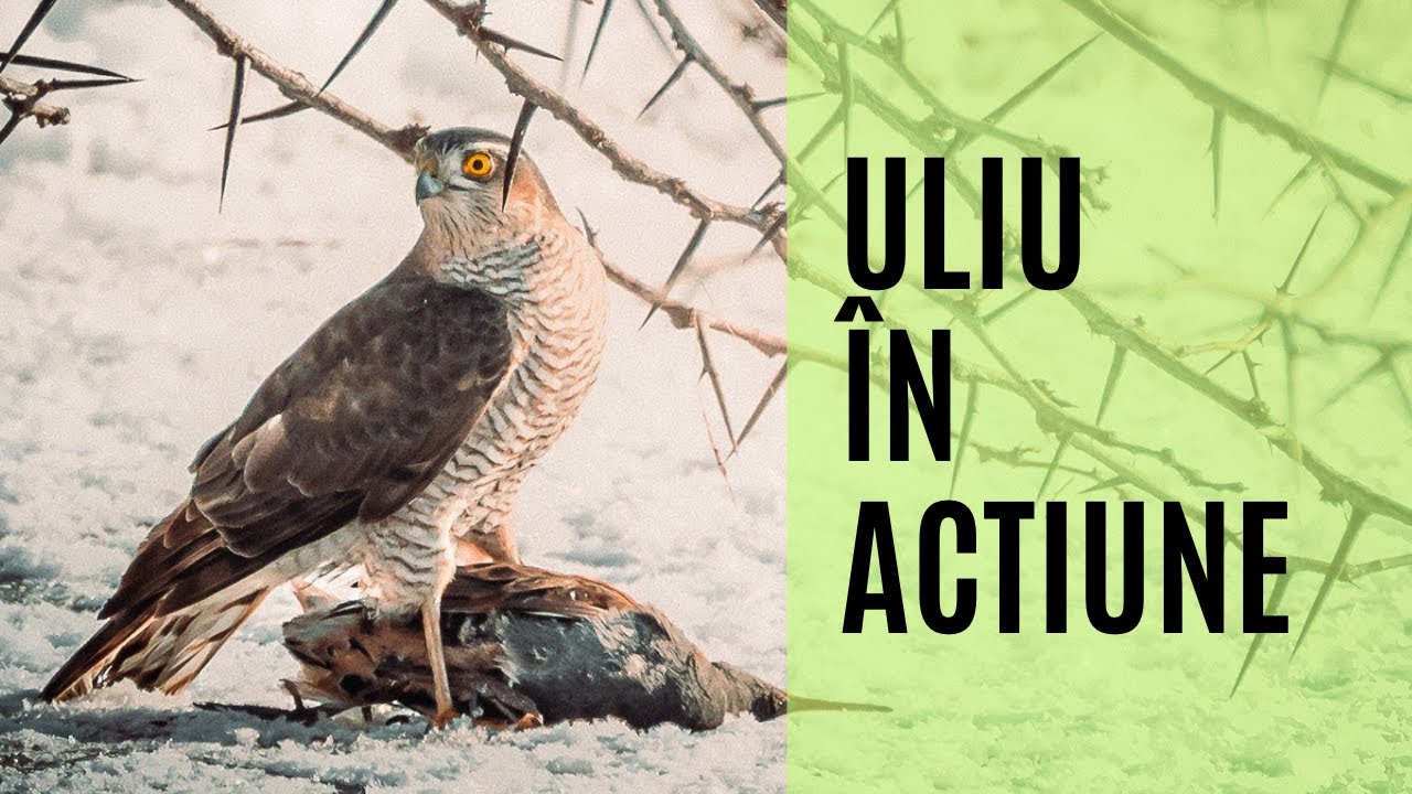 Wildlife Photography: Cum Am Fotografiat un Uliu în Plină Vânătoare ...