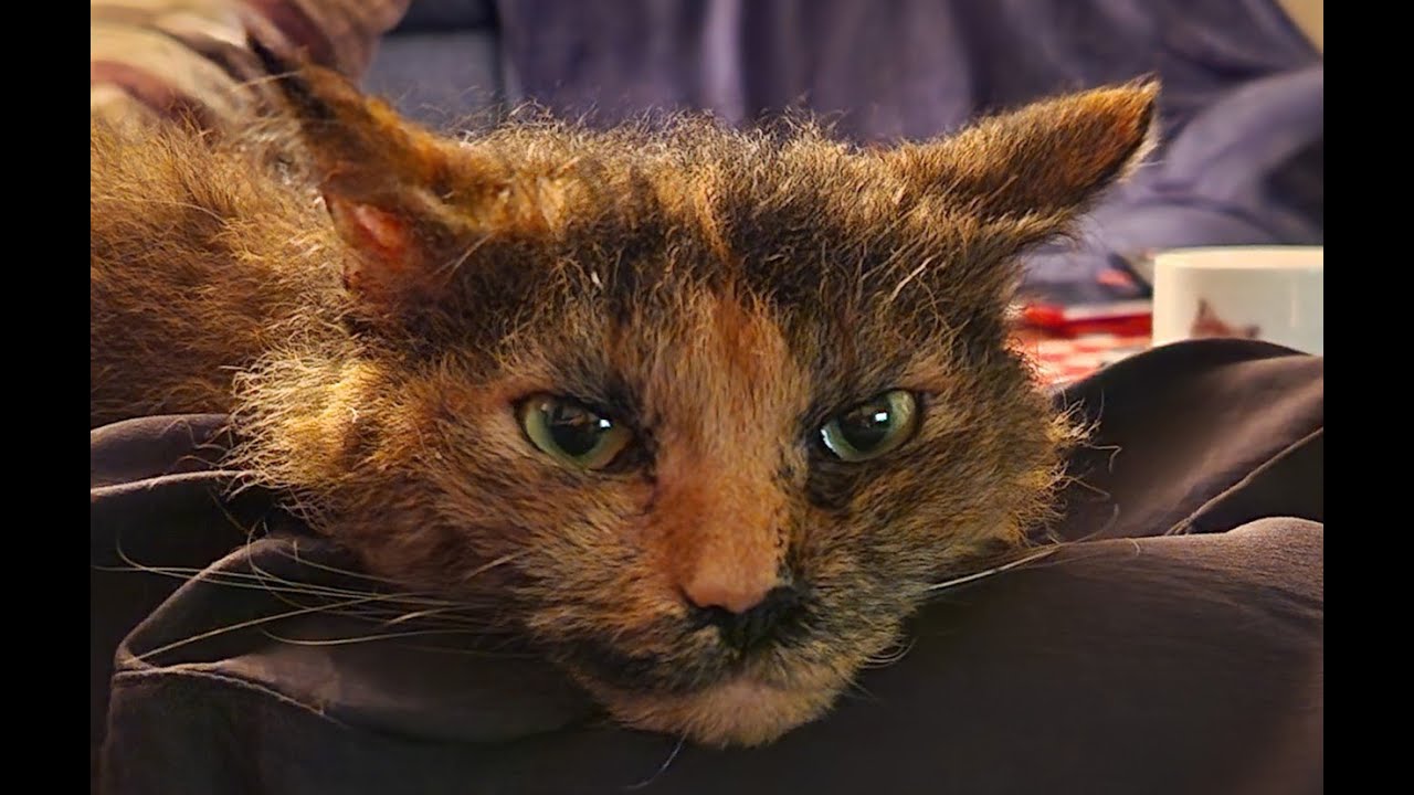 Pregnant LaPerm Cat - week by week - what to expect! - YouTube